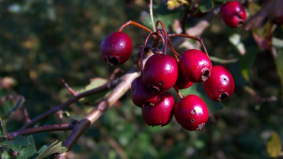 3 baies à cueillir en automne - Le Domaine des 1000 plantes