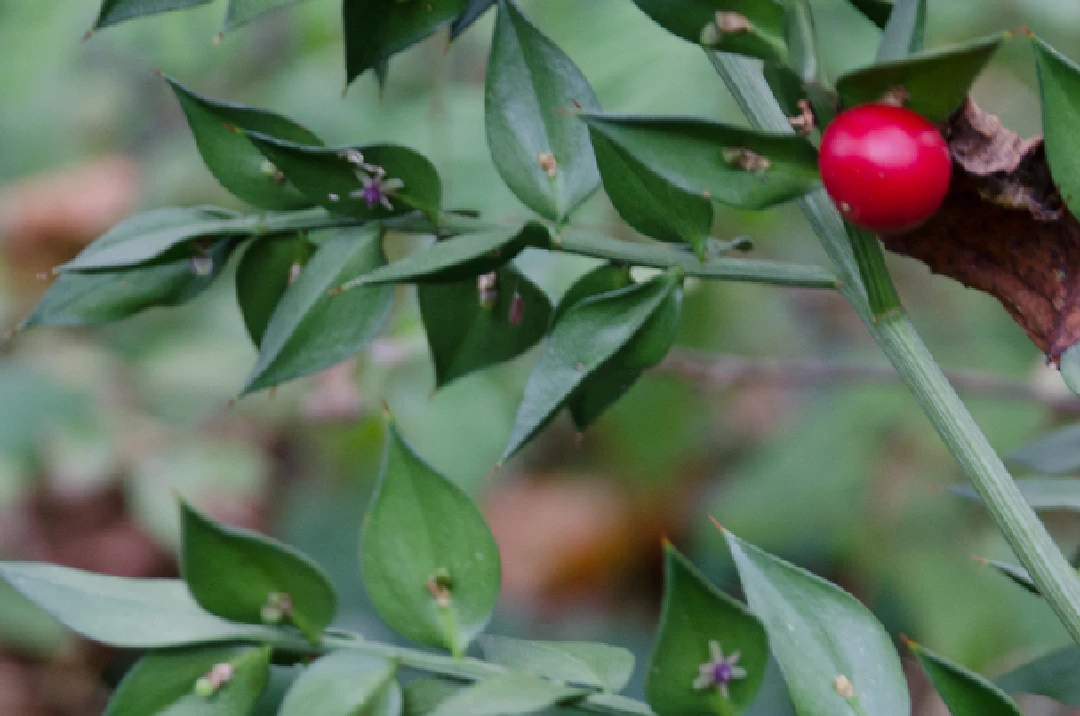 Le fragon petit houx | Histoire et conseils d'utilisation