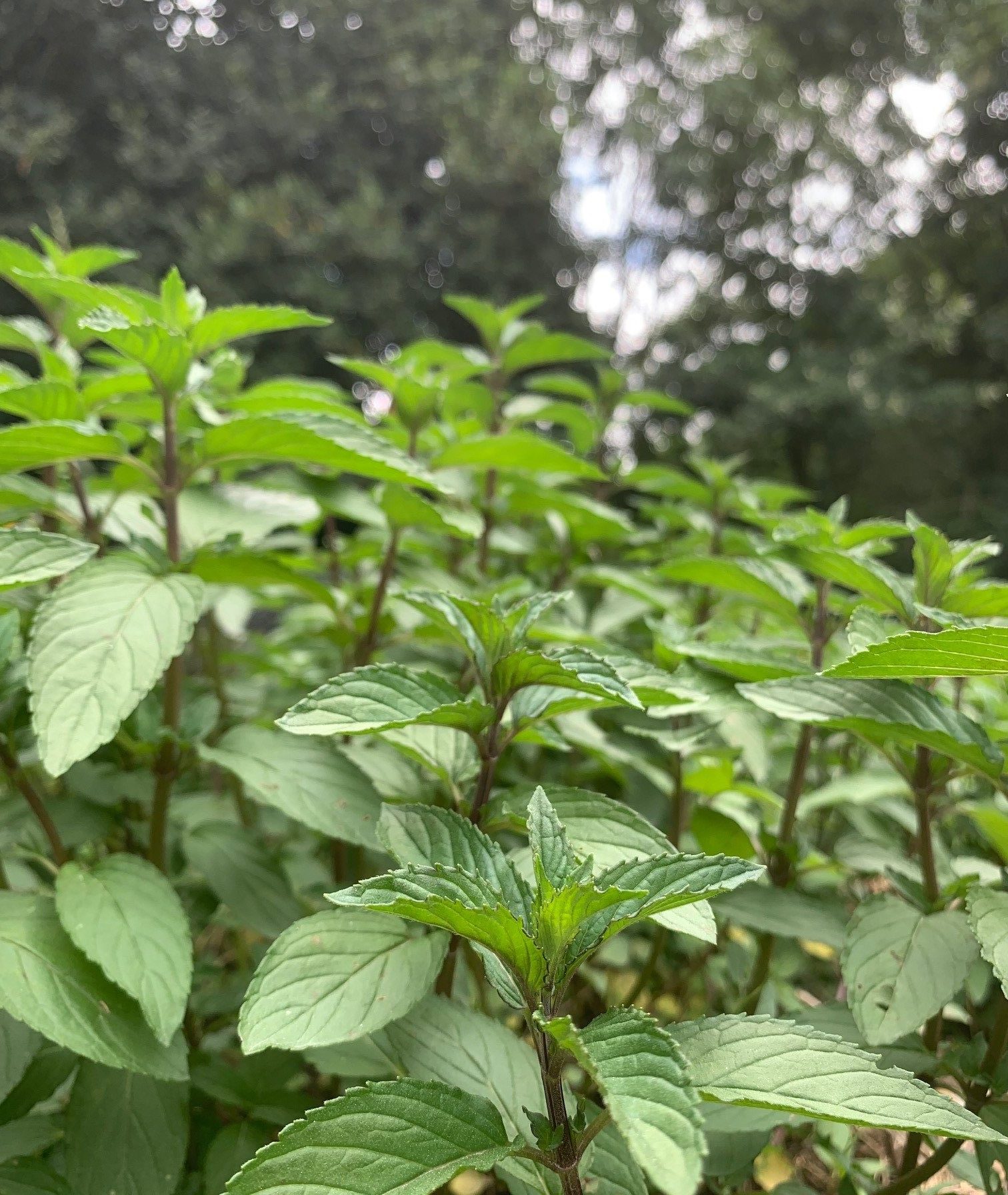 La menthe poivrée - Le Domaine des 1000 plante